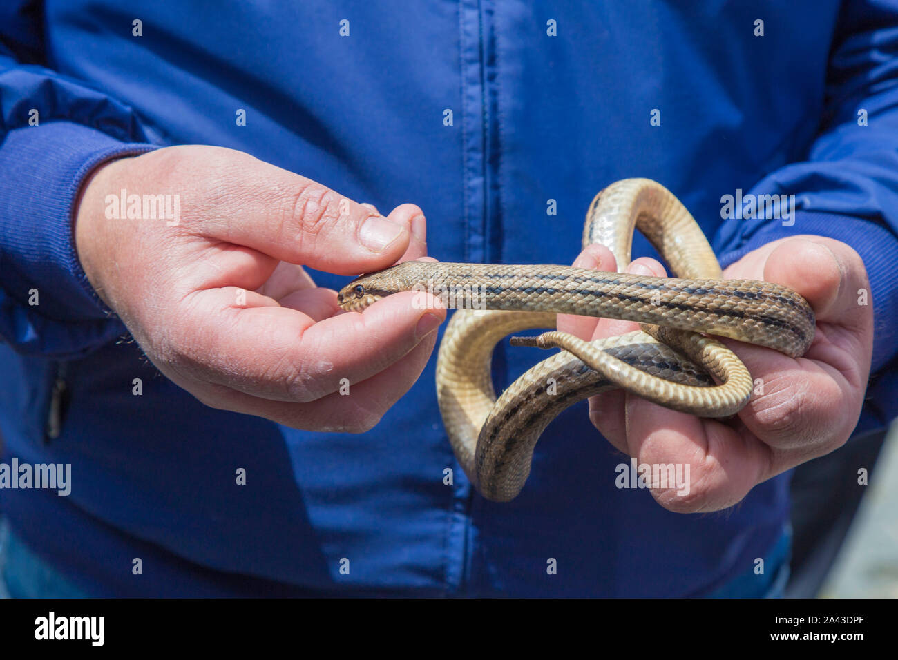 Person snake wrapped hi-res stock photography and images - Alamy