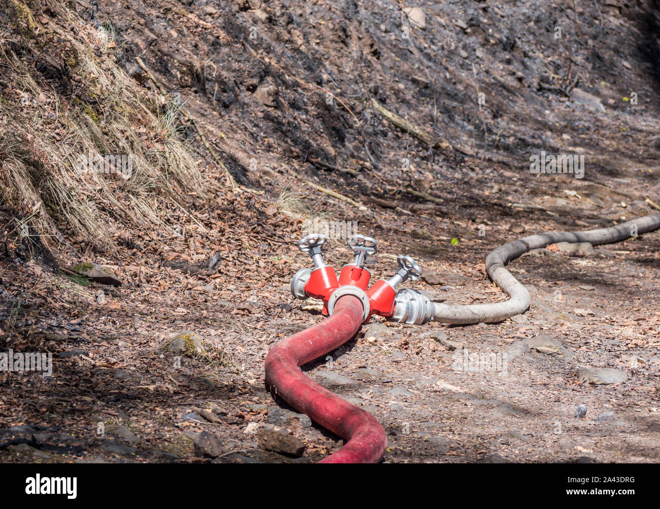 Fire hose forest fire in Germany Stock Photo - Alamy