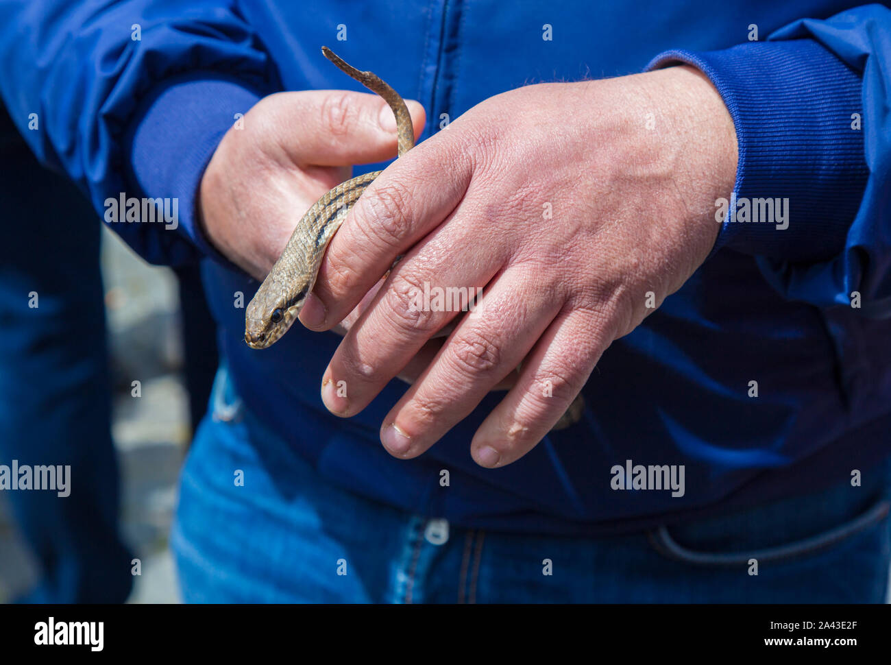 Person snake wrapped hi-res stock photography and images - Alamy