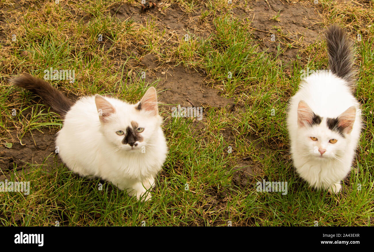Sweet siblings portrait young hi-res stock photography and images - Alamy