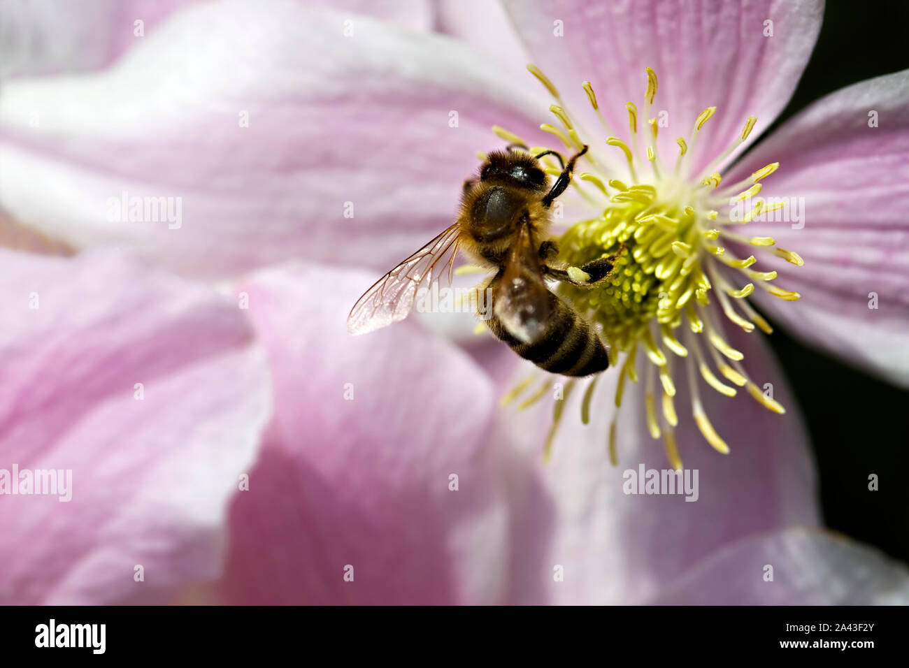Honey bee on pink flower Stock Photo - Alamy