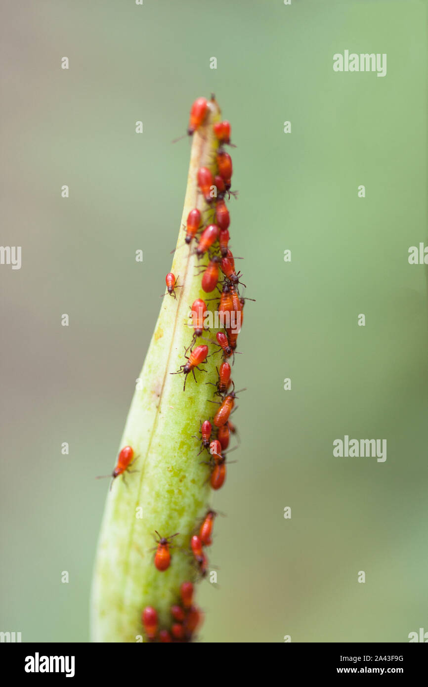 Red Assassin Bug nymphs feeding on a milkweed plant Stock Photo - Alamy