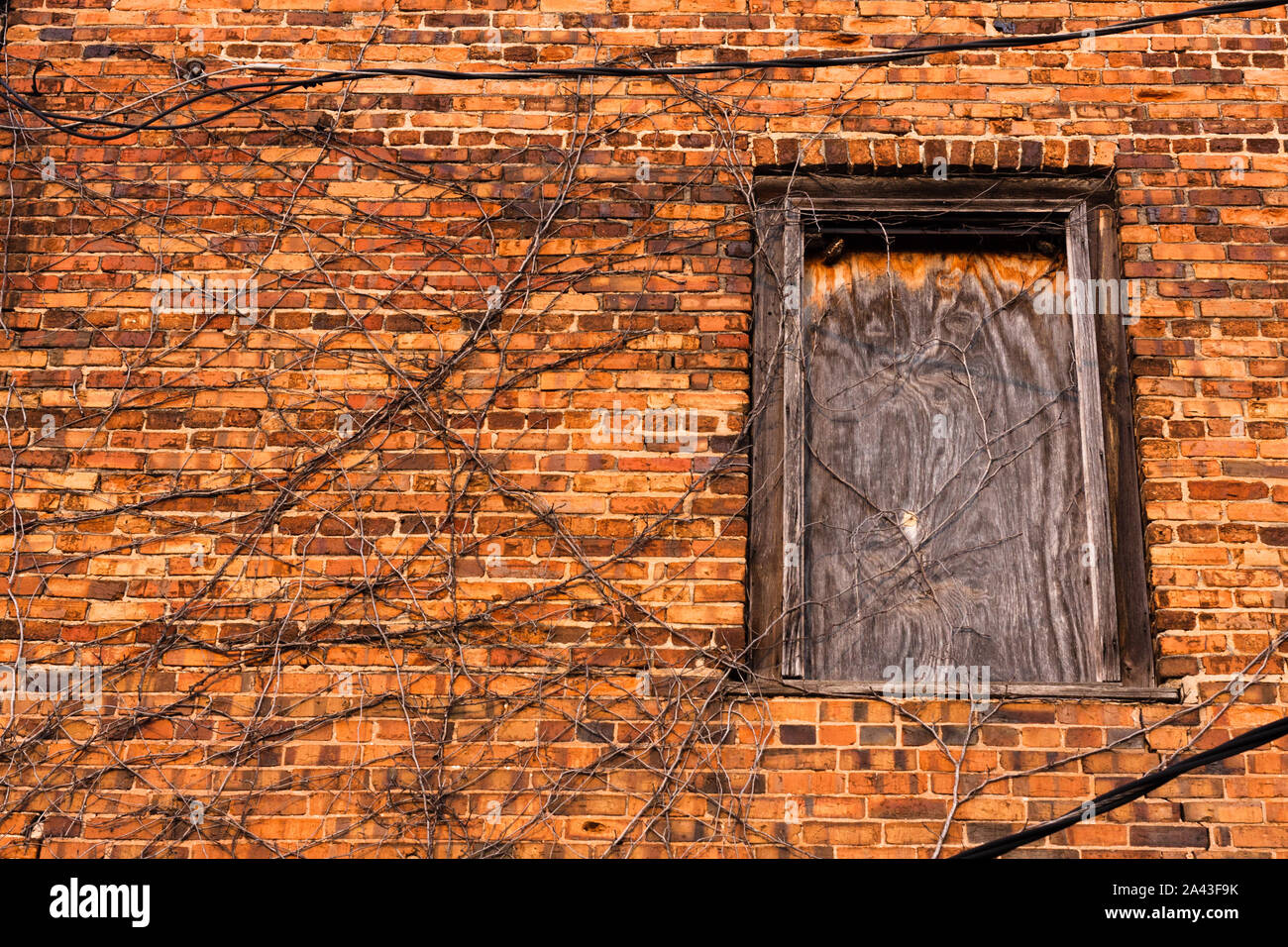 Building with vines hi-res stock photography and images - Alamy