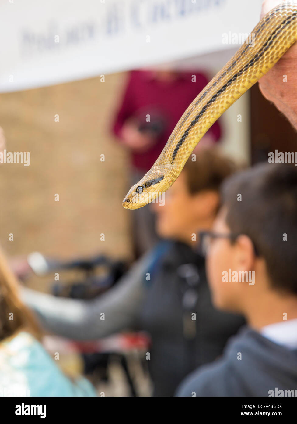 Cervone High Resolution Stock Photography and Images - Alamy