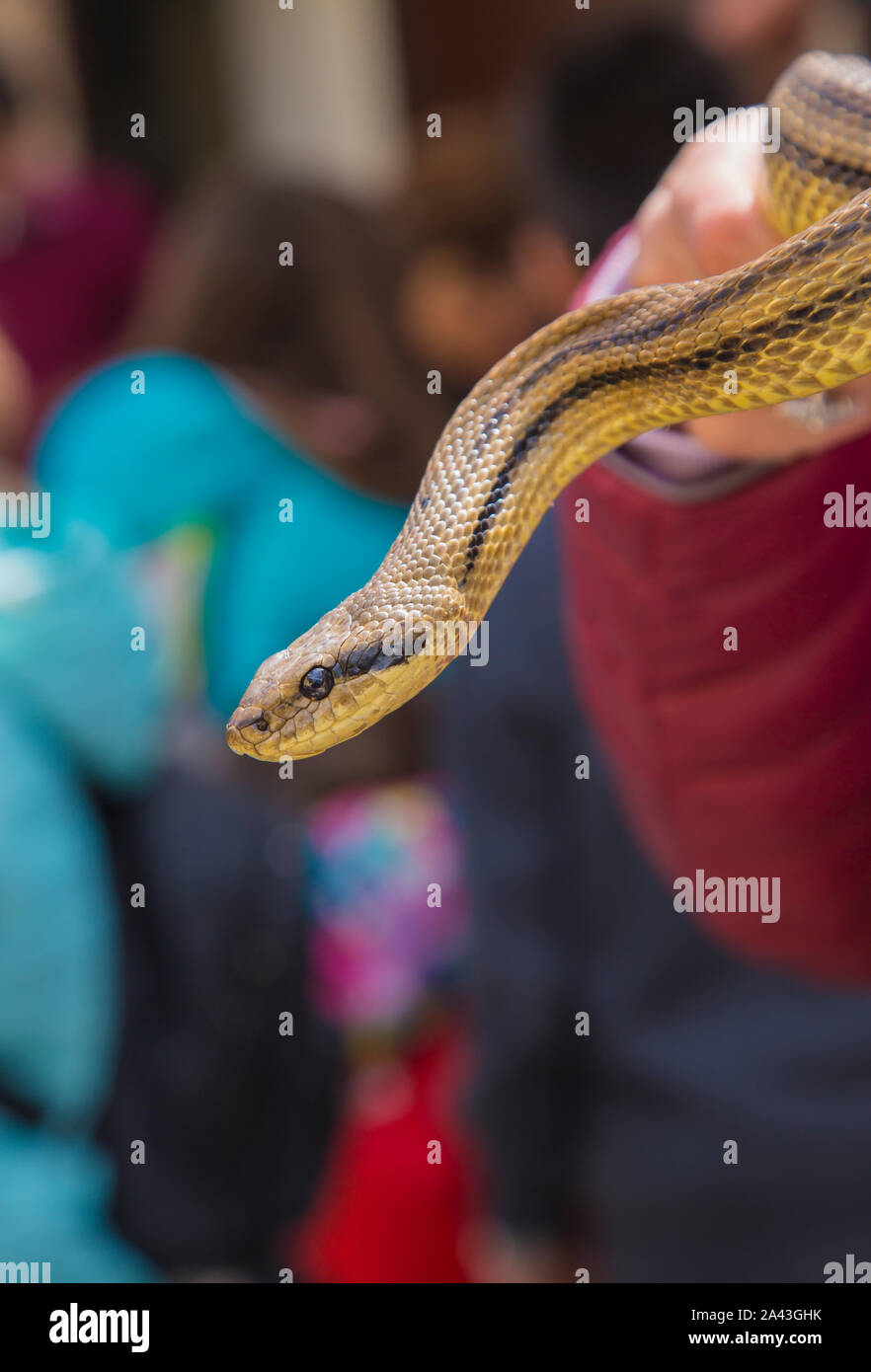 Cervone hi-res stock photography and images - Alamy