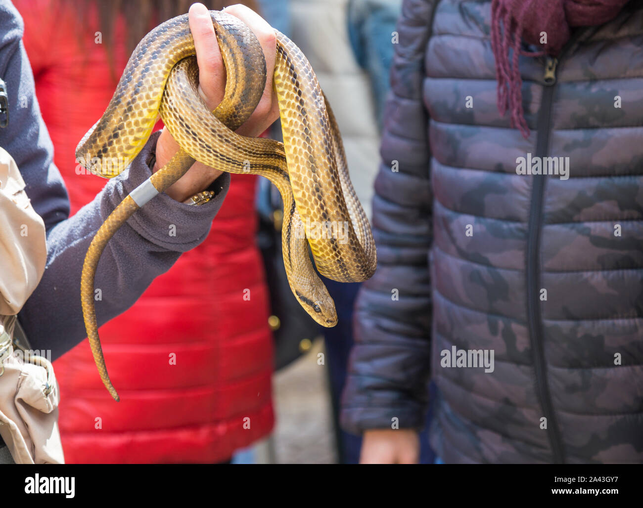 Snake Bite Hand High Resolution Stock Photography and Images - Alamy