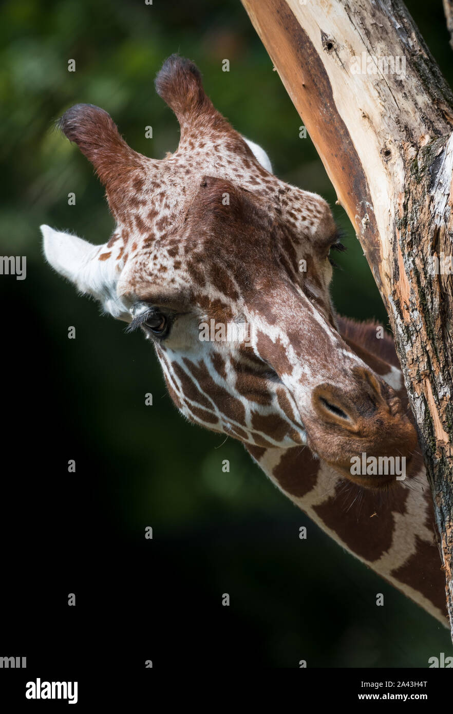Giraffe behind tree hi-res stock photography and images - Alamy