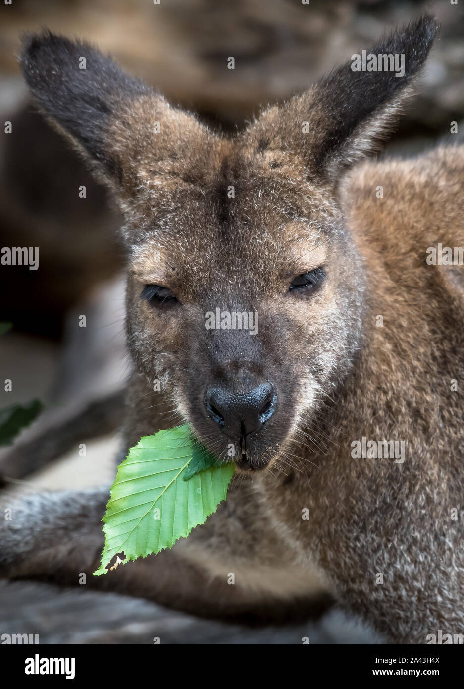 Adult Kangaroo Eating Fresh Green Leaf Stock Photo - Alamy
