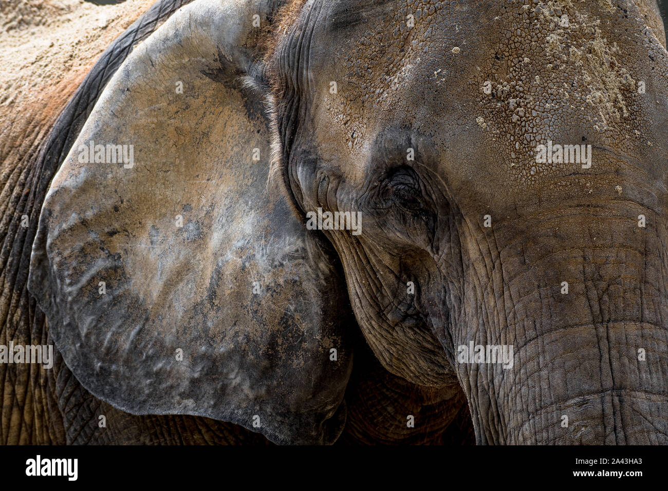 Head Of An Old African Elephant With Wrinkled Skin Stock Photo - Alamy