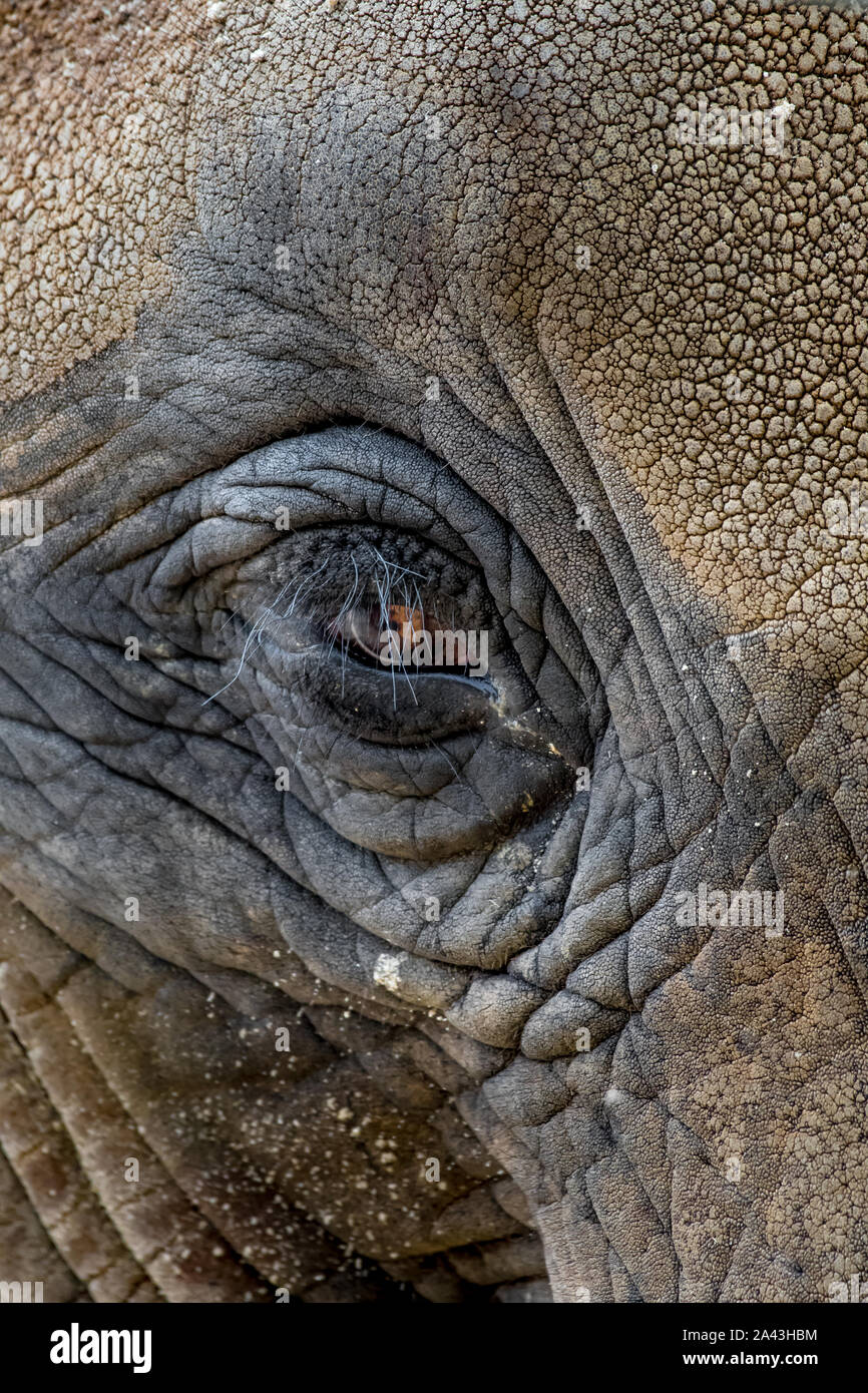 Elephant eyelashes hi-res stock photography and images - Alamy