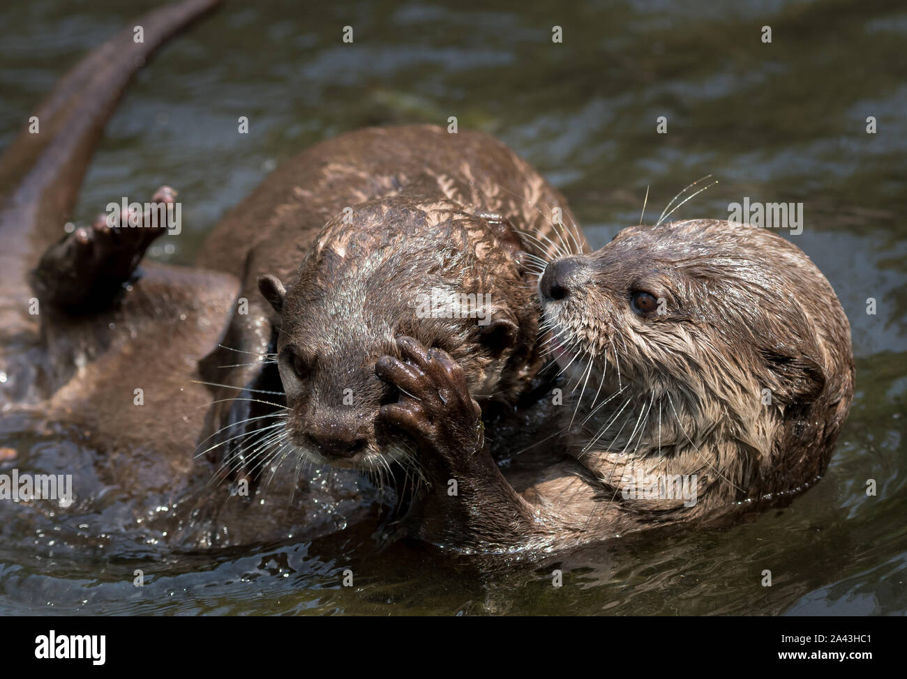 Otters fighting and biting hi-res stock photography and images - Alamy