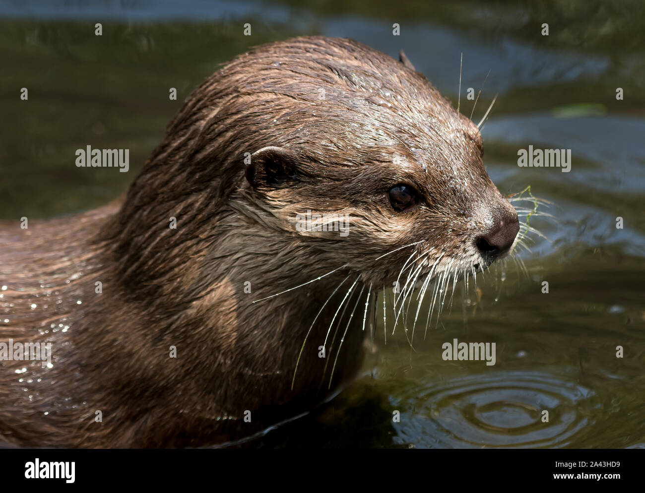 Female Otter With Wet Fur In Water Stock Photo - Alamy