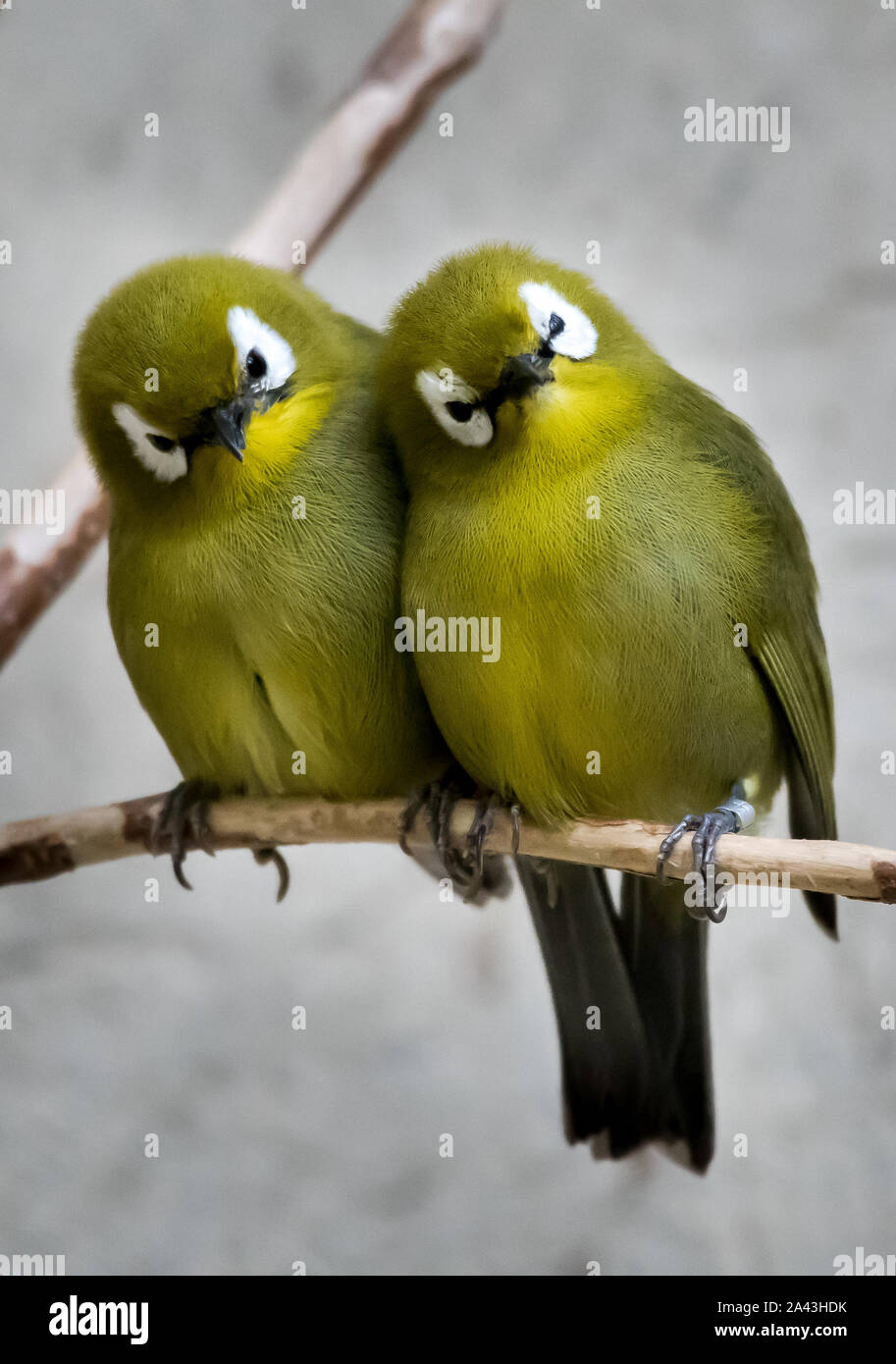 Two Small Green Bird Sitting Together On Branch Stock Photo - Alamy