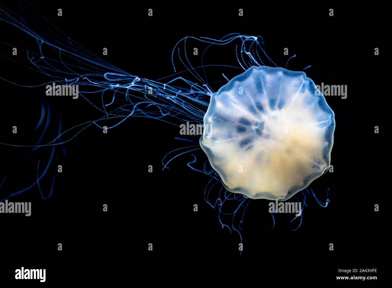 Transparent Jellyfish With Long Poisonous Tentacles Stock Photo - Alamy