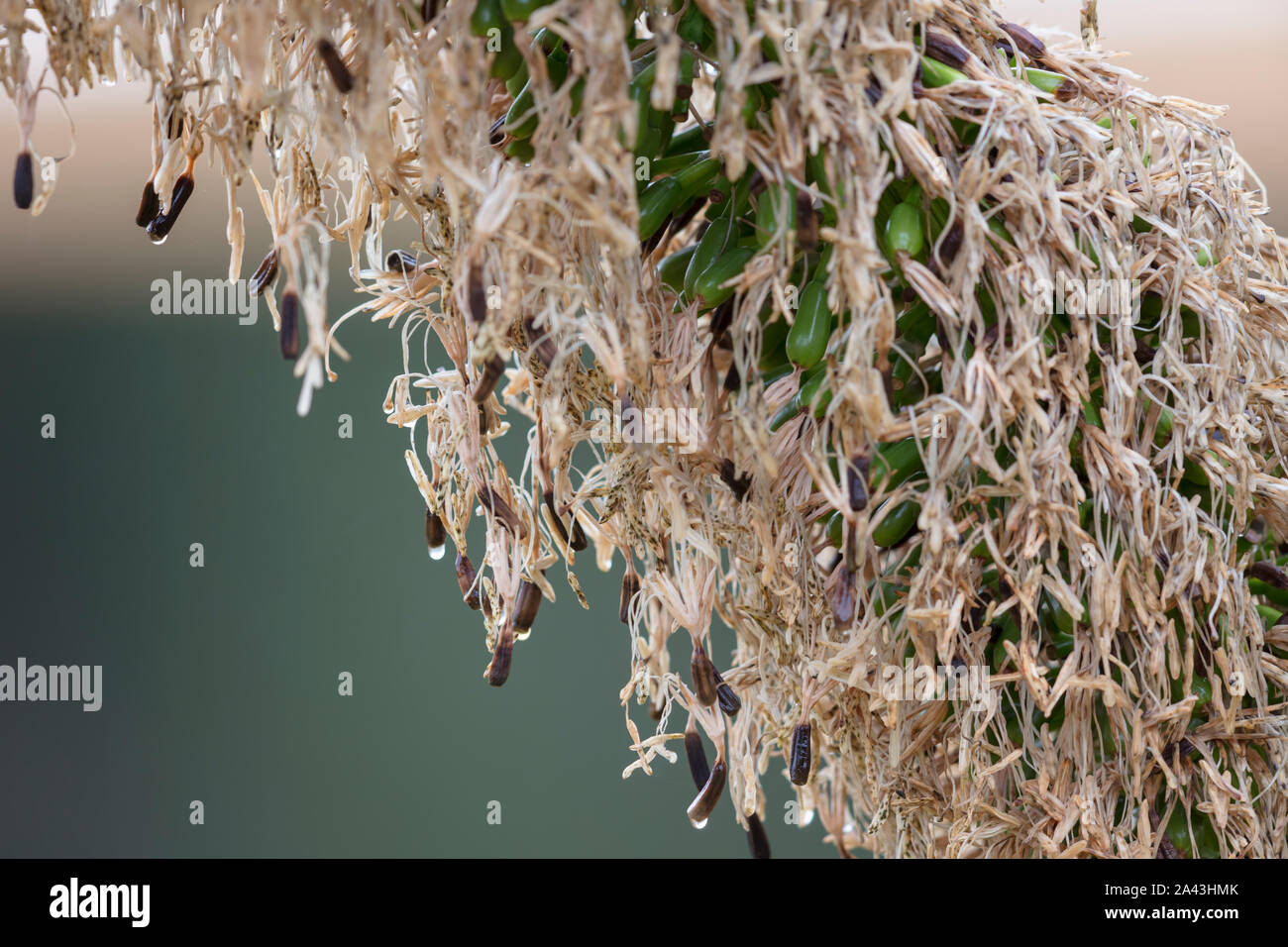 Rain drops on a large seed pod from an Agave plant Stock Photo - Alamy