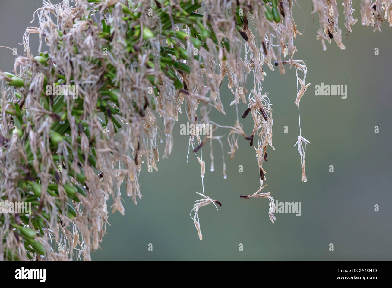 Rain drops on a large seed pod from an Agave plant Stock Photo - Alamy