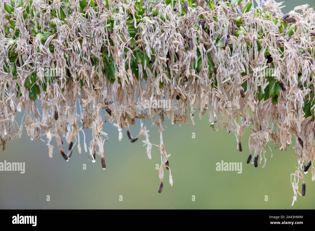 Rain drops on a large seed pod from an Agave plant Stock Photo - Alamy