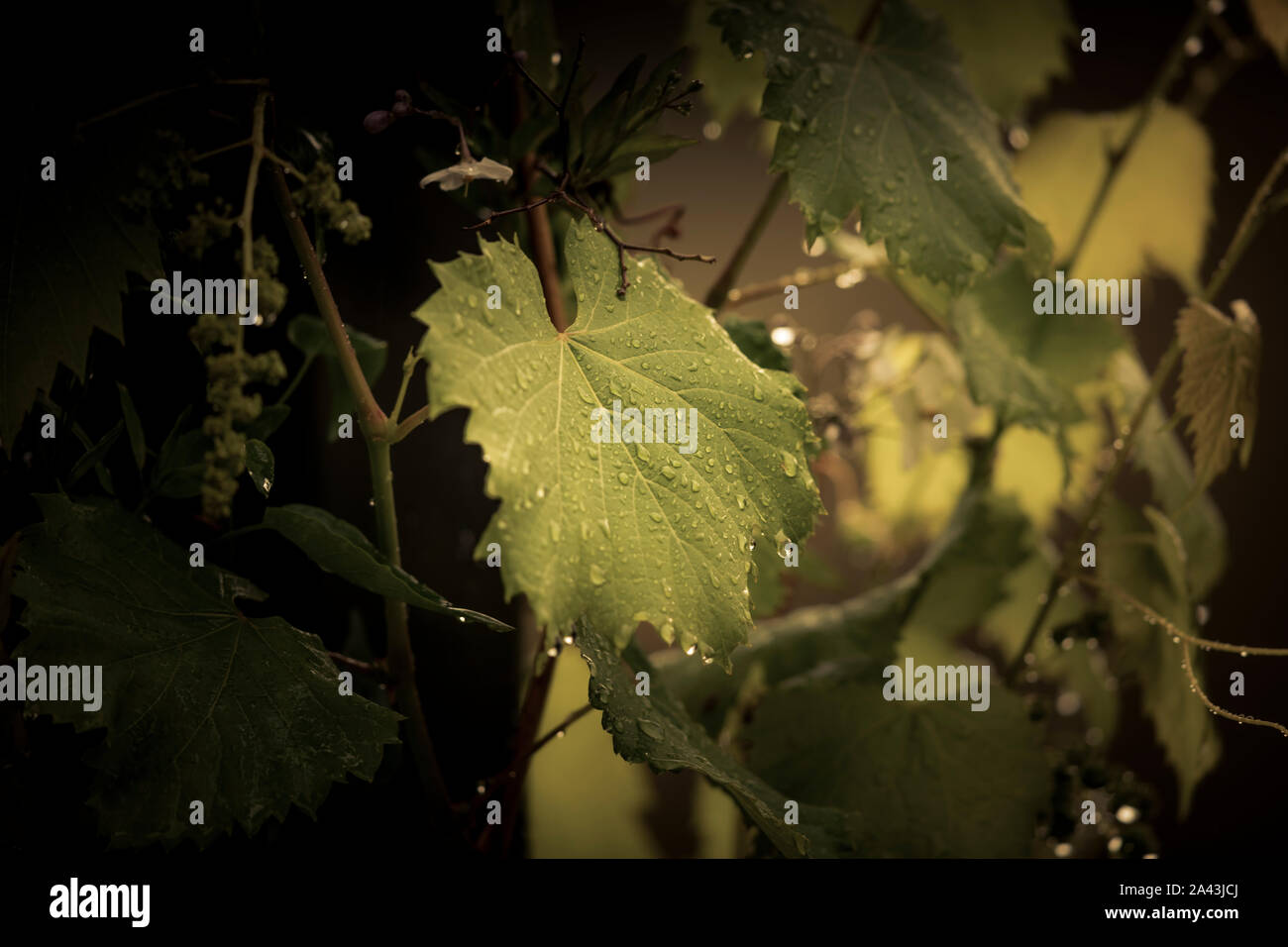Ornamental Grape Vine High Resolution Stock Photography and Images - Alamy