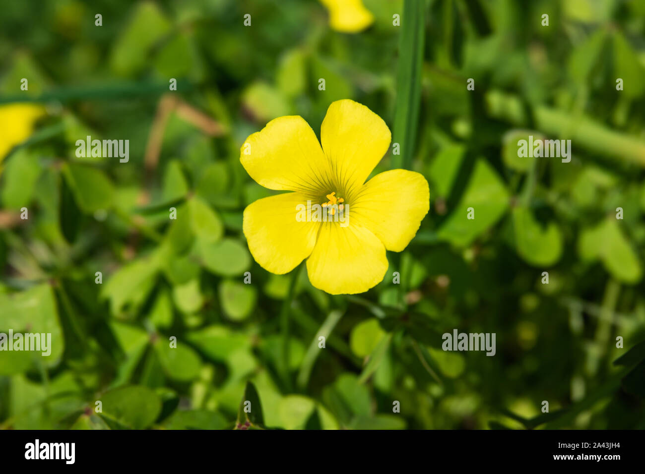 African wood sorrel hi-res stock photography and images - Alamy