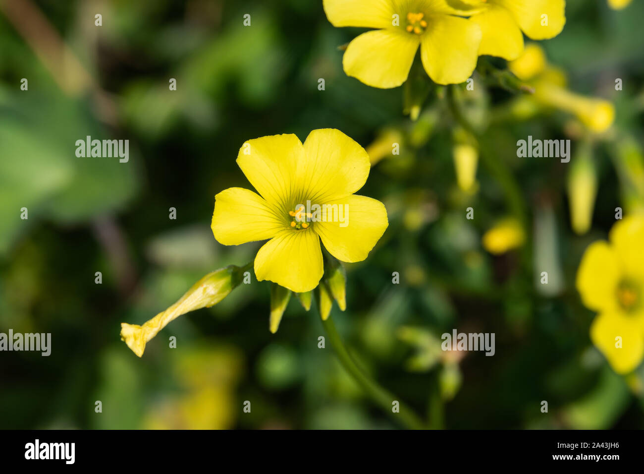 African wood sorrel hi-res stock photography and images - Alamy