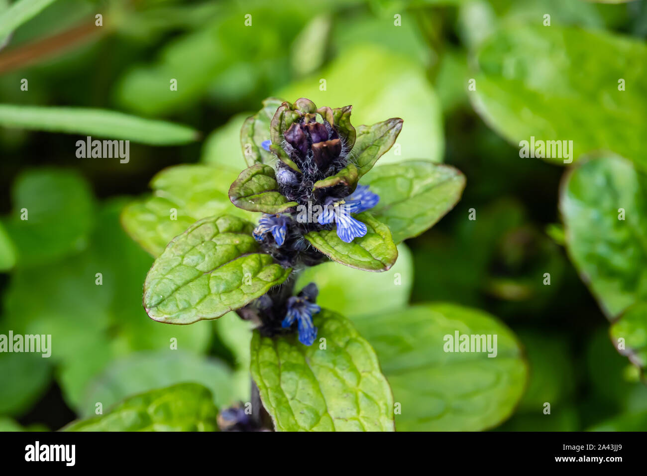 Bugle Flowers High Resolution Stock Photography and Images - Alamy