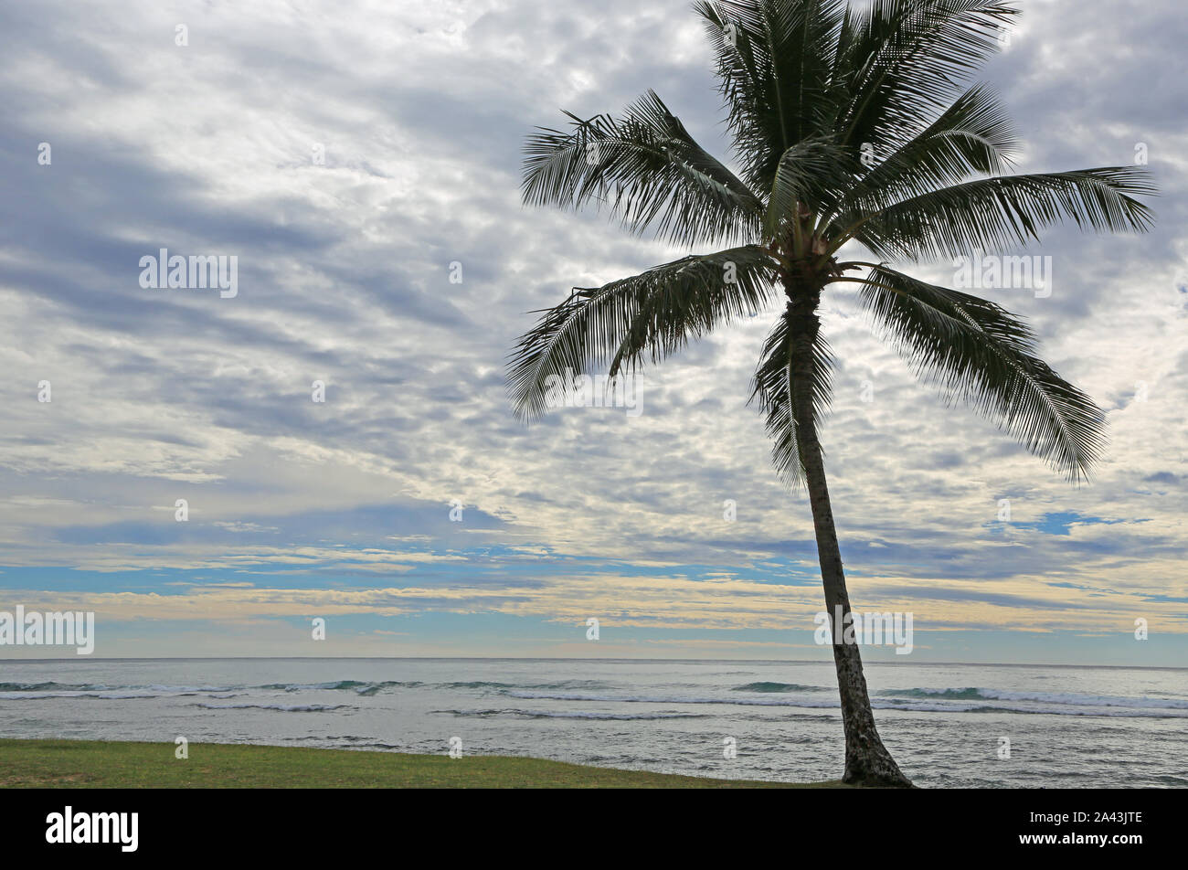 Oahu hawaii palm tree hi-res stock photography and images - Alamy