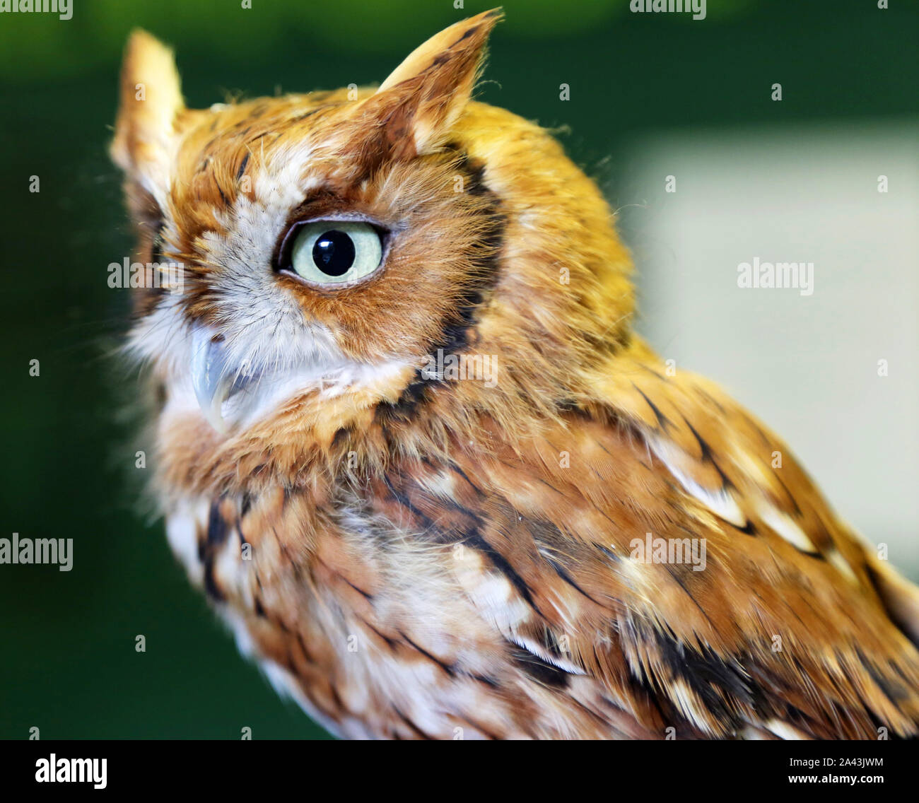 Owl bill hi-res stock photography and images - Alamy