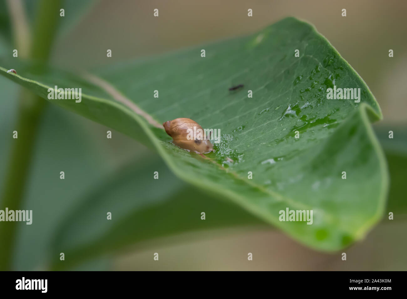Translucent snail hi-res stock photography and images - Alamy