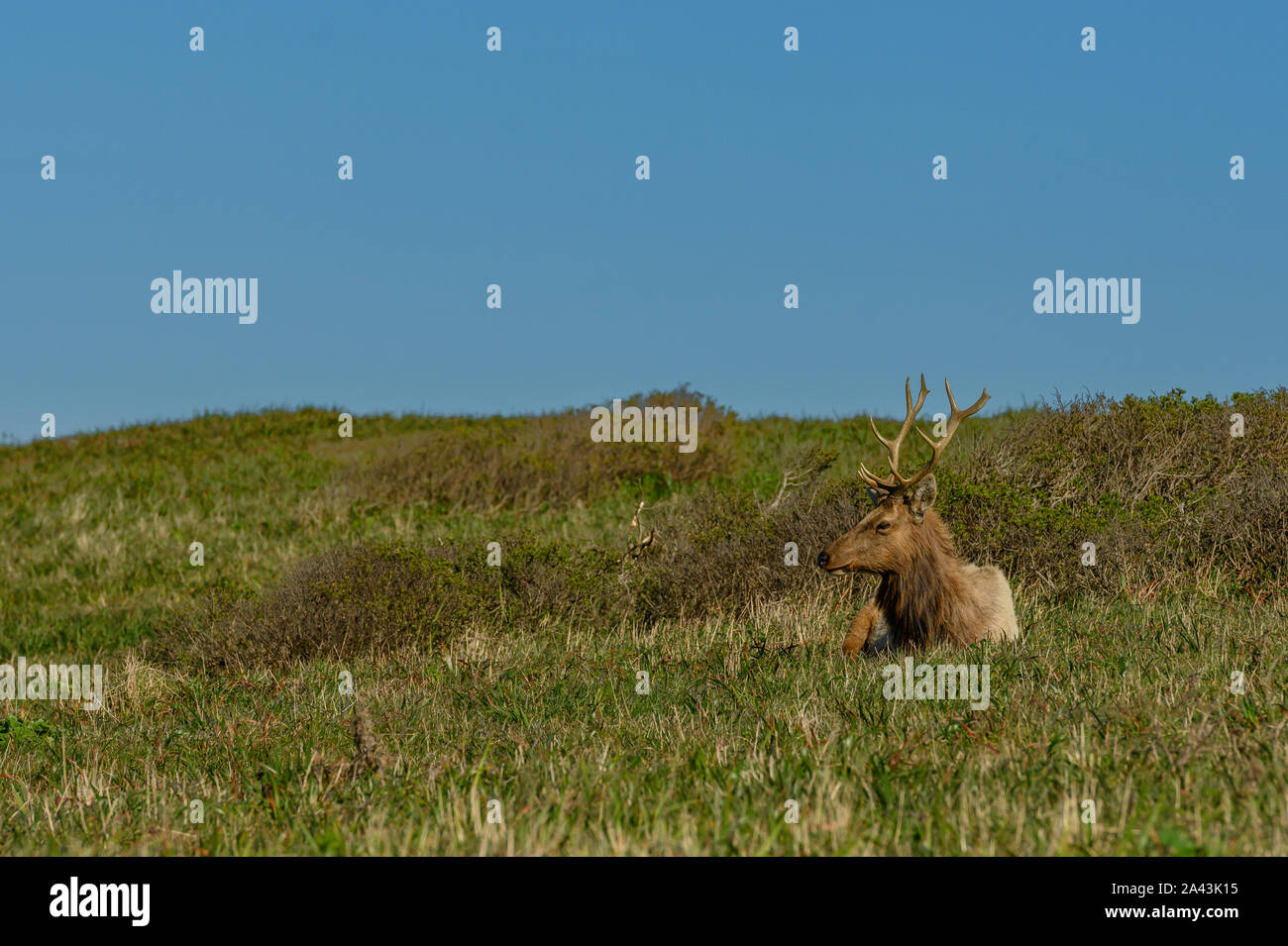 Tule Elk Sitting In Grass looking to left Stock Photo - Alamy