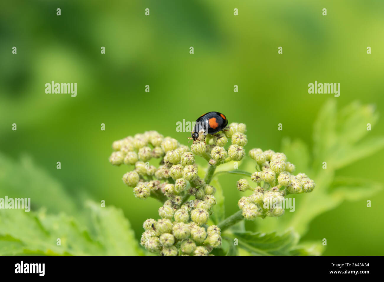 Tansy beetle hi-res stock photography and images - Alamy