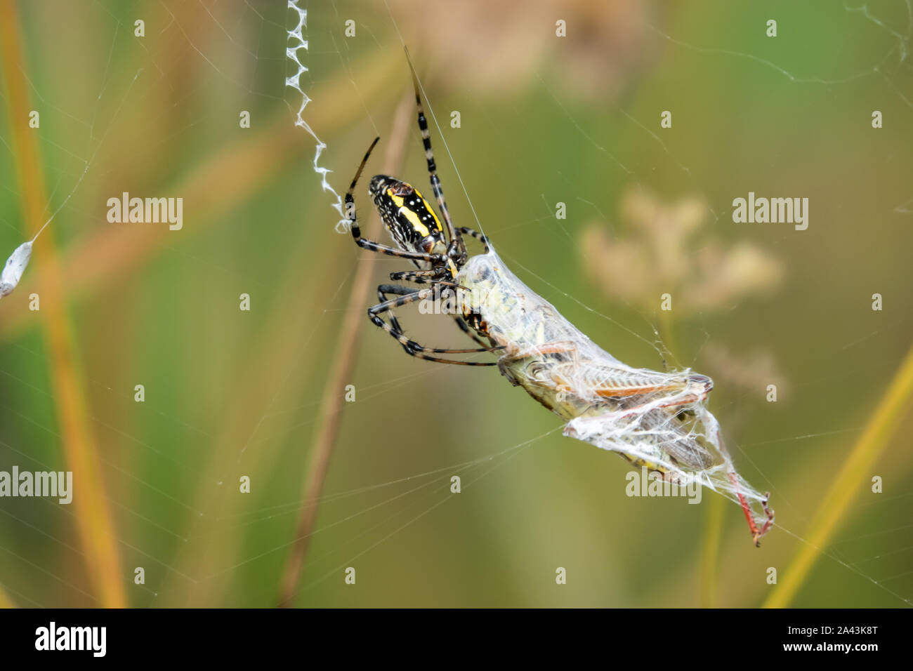 Banded Garden Spider With Grasshopper Prey Stock Photo - Alamy