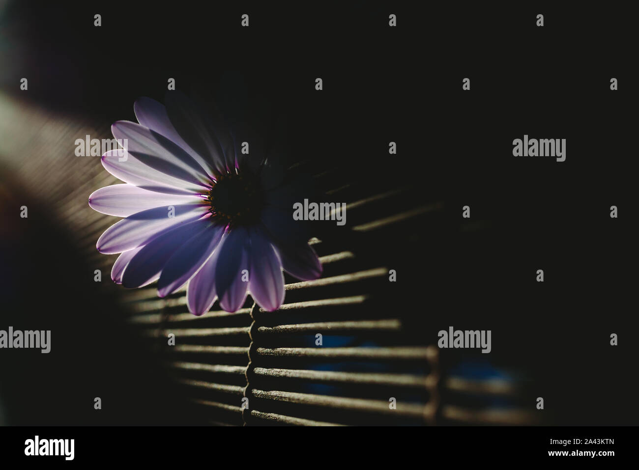 Beautiful and delicate white female flower dark background illuminated ...