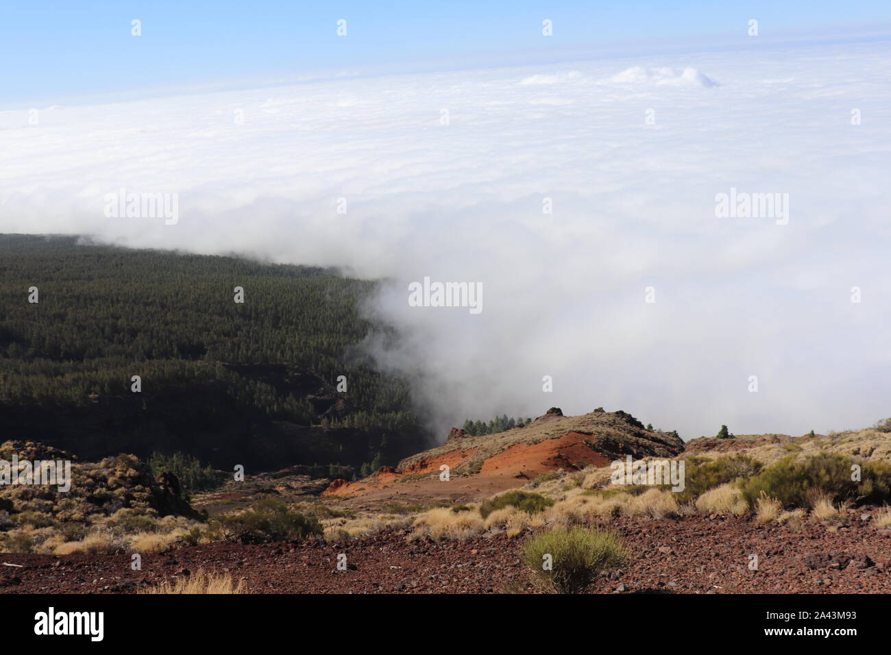 Clouds meet forest above the sea level Stock Photo - Alamy