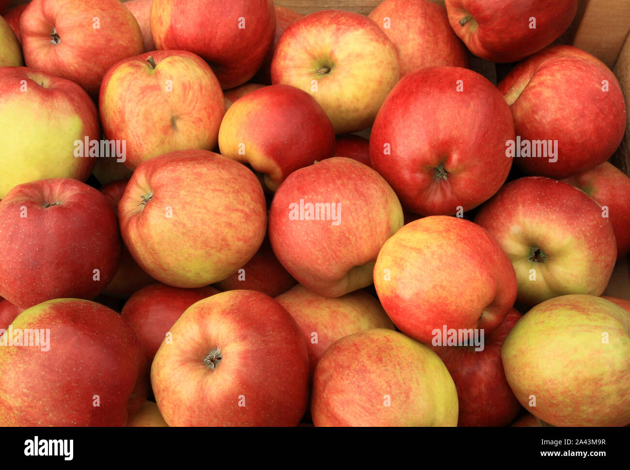 Apple 'Crown Gold', apples, eaters, eating apples, healthy eating ...