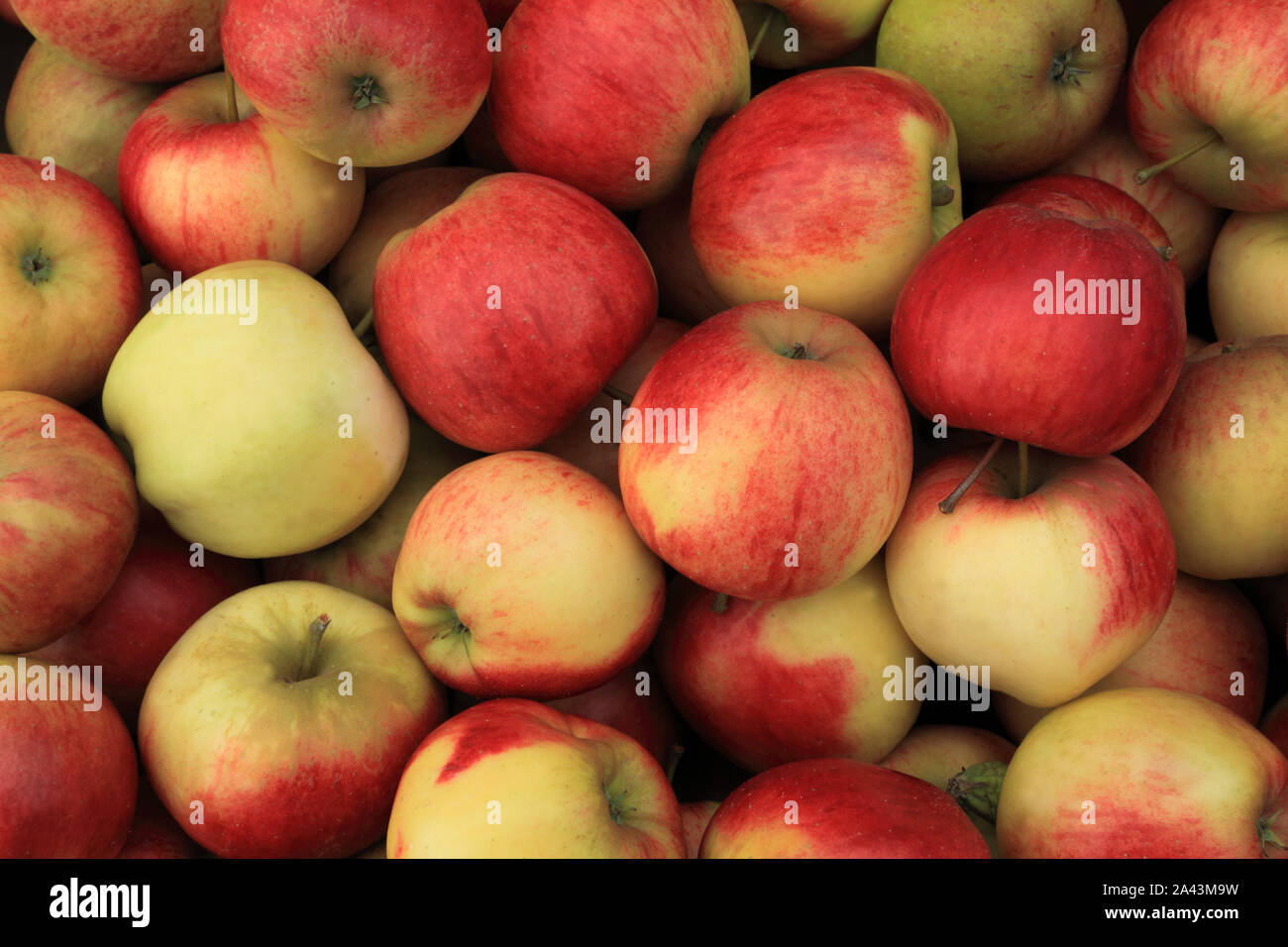 Apple 'Elstar', apples, eaters, eating apples, healthy eating, Malus ...