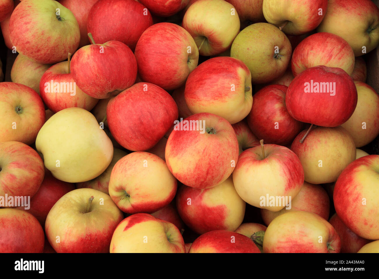 Apple 'Elstar', apples, eaters, eating apples, healthy eating, Malus ...