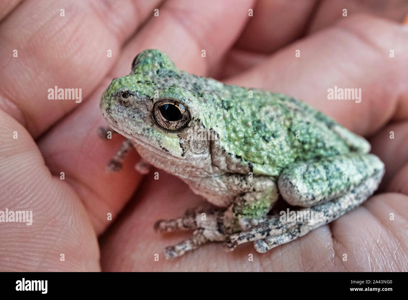 green tree frog in person's hands Stock Photo - Alamy