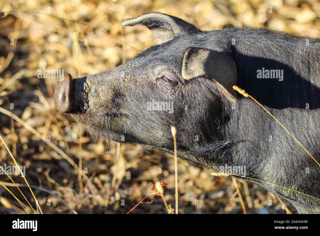 Black iberian pig acorns hi-res stock photography and images - Alamy