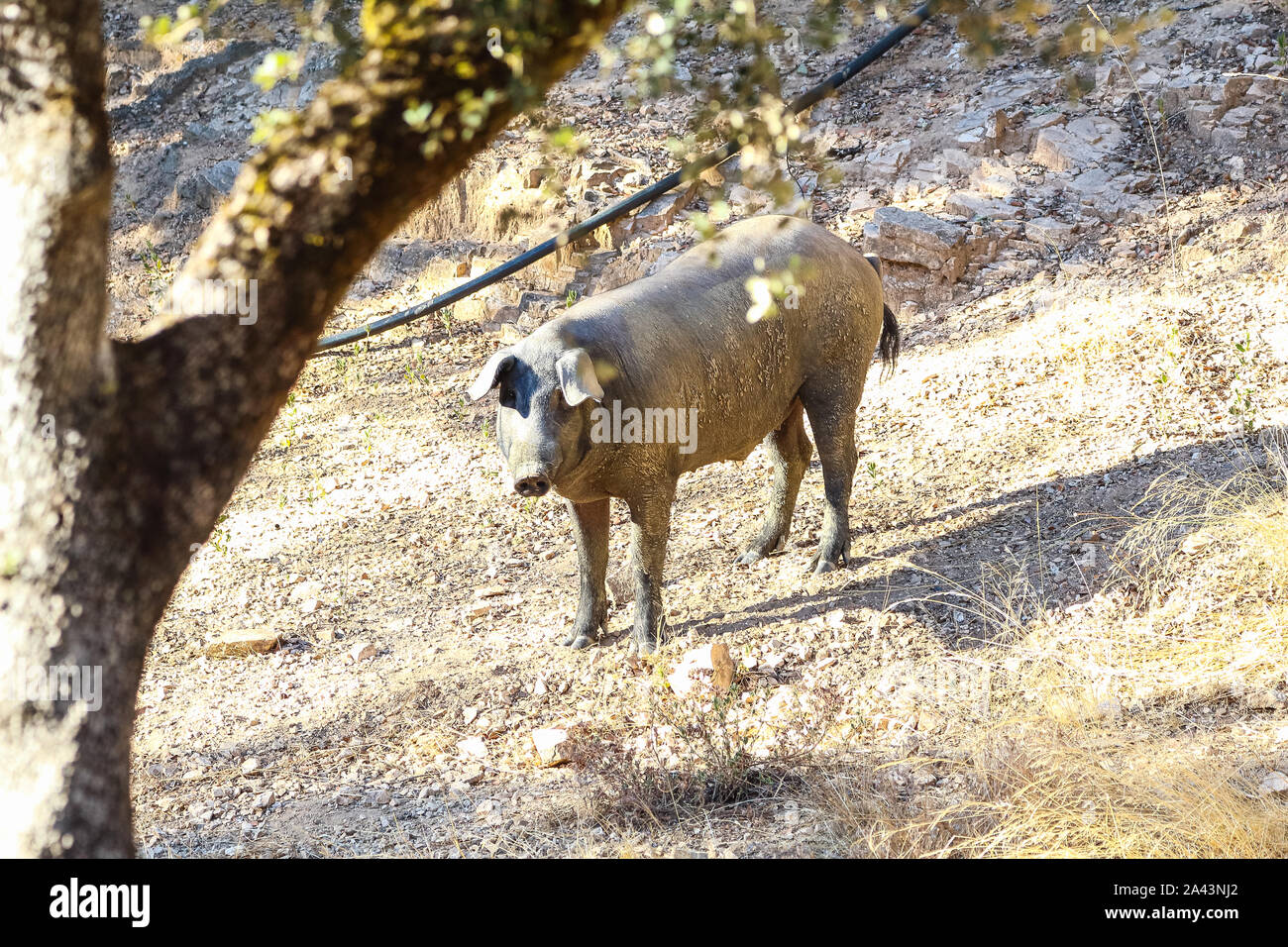 Black iberian pig acorns hi-res stock photography and images - Alamy