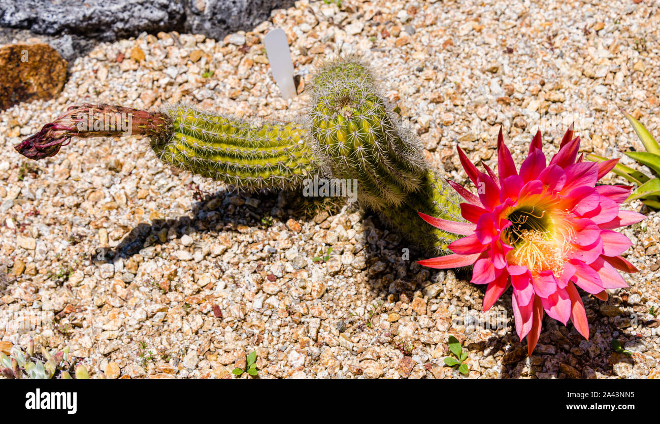 University of California at Santa Cruz Arboretum, Blooming Cactus Stock ...