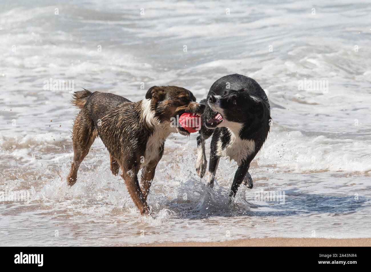Dogs playing with ball at the beach Stock Photo - Alamy