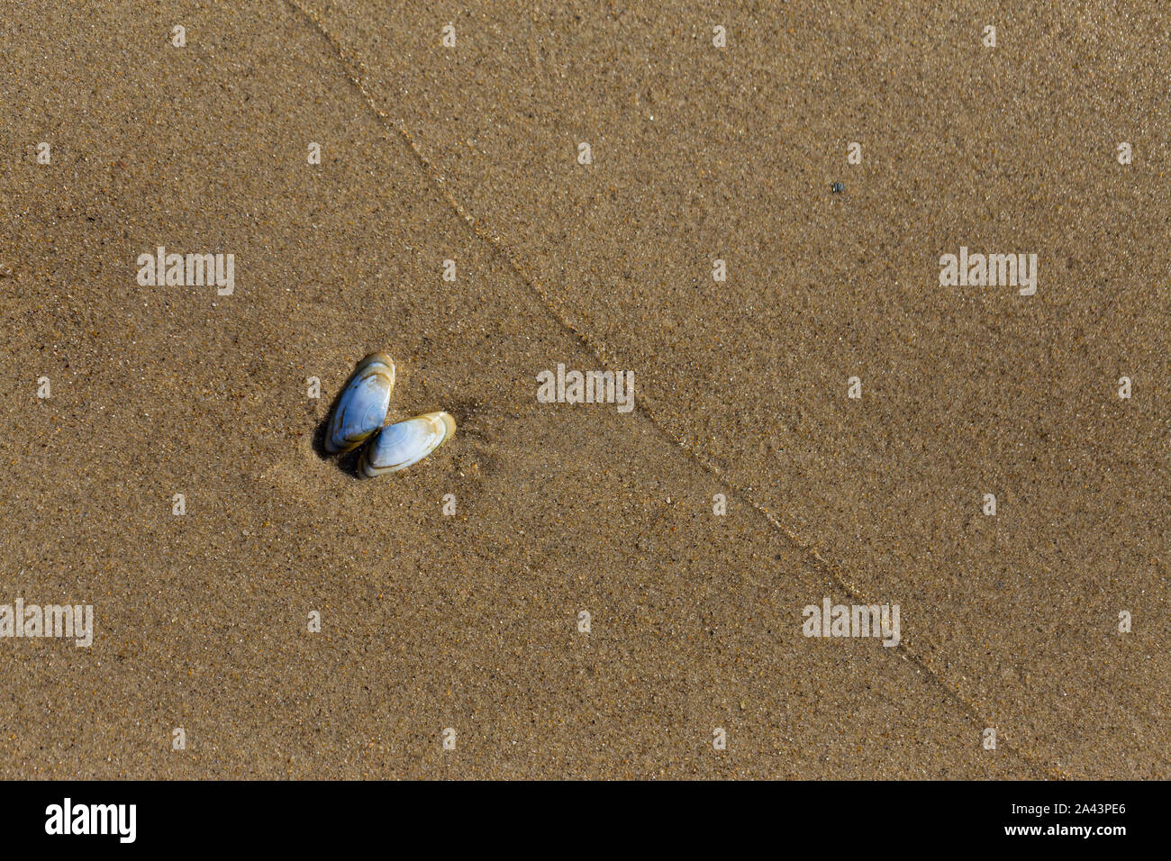 Butterfly shaped shell hi-res stock photography and images - Alamy