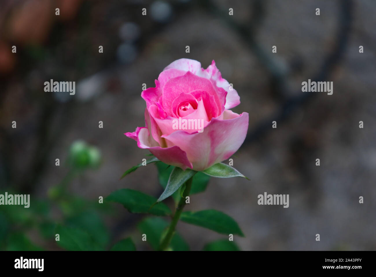 Tiny Pink Rose Stock Photo - Alamy
