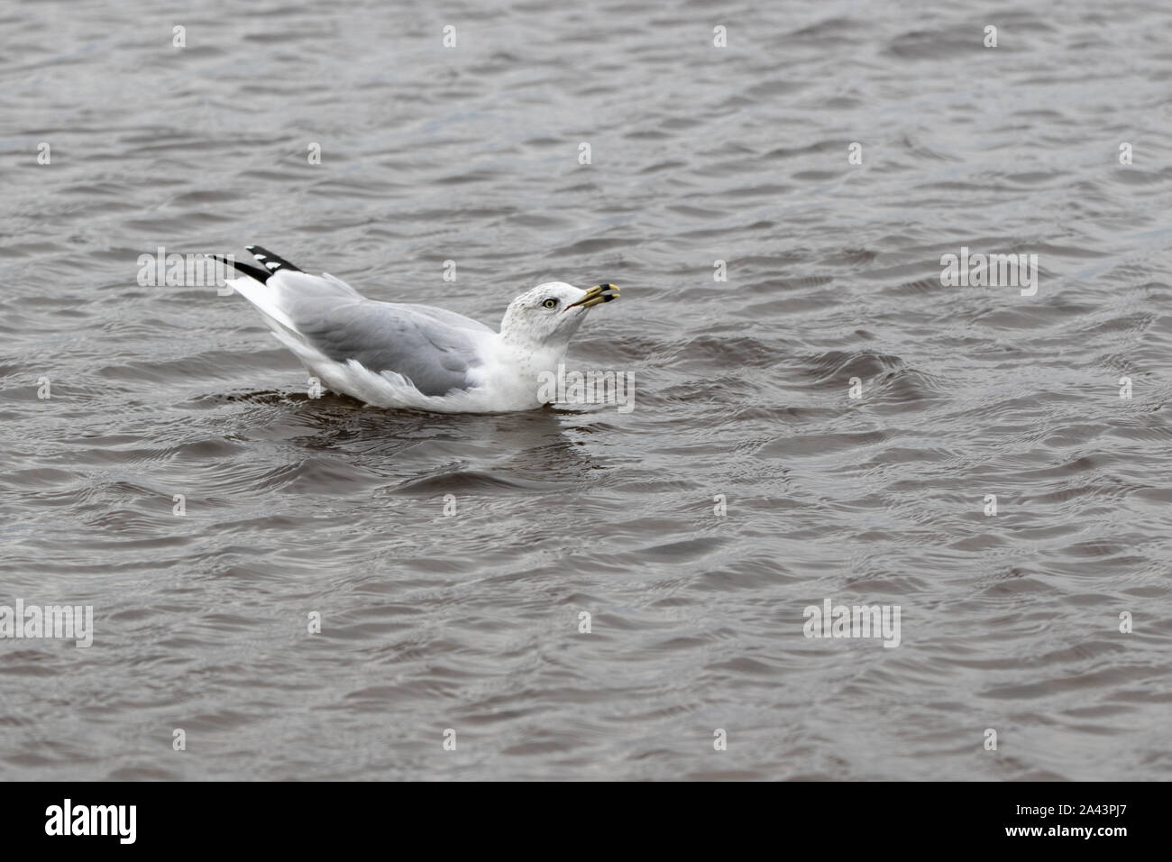 Herring gull face hi-res stock photography and images - Alamy