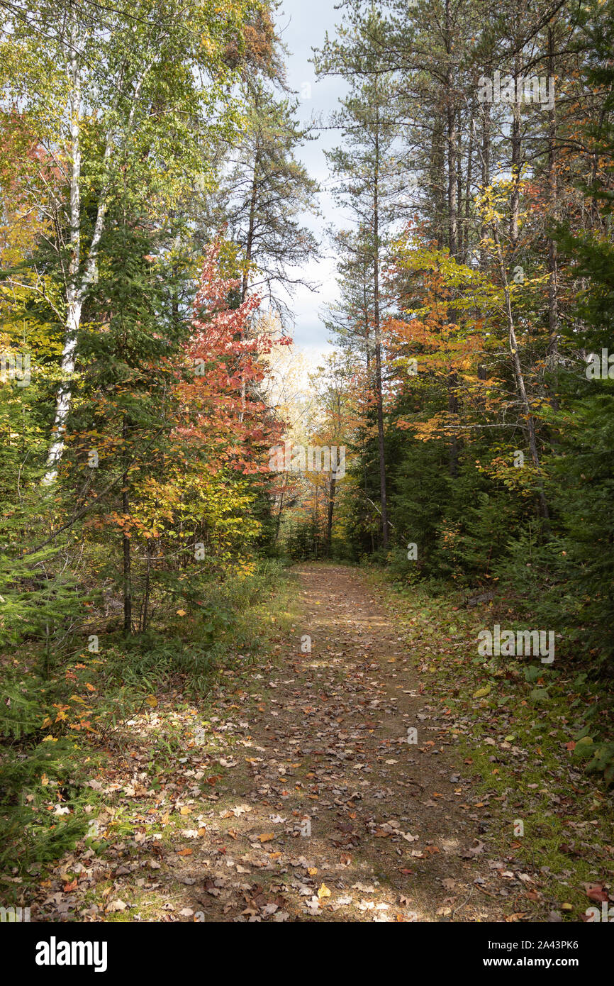 Road in forest at autumn ontario hi-res stock photography and images ...