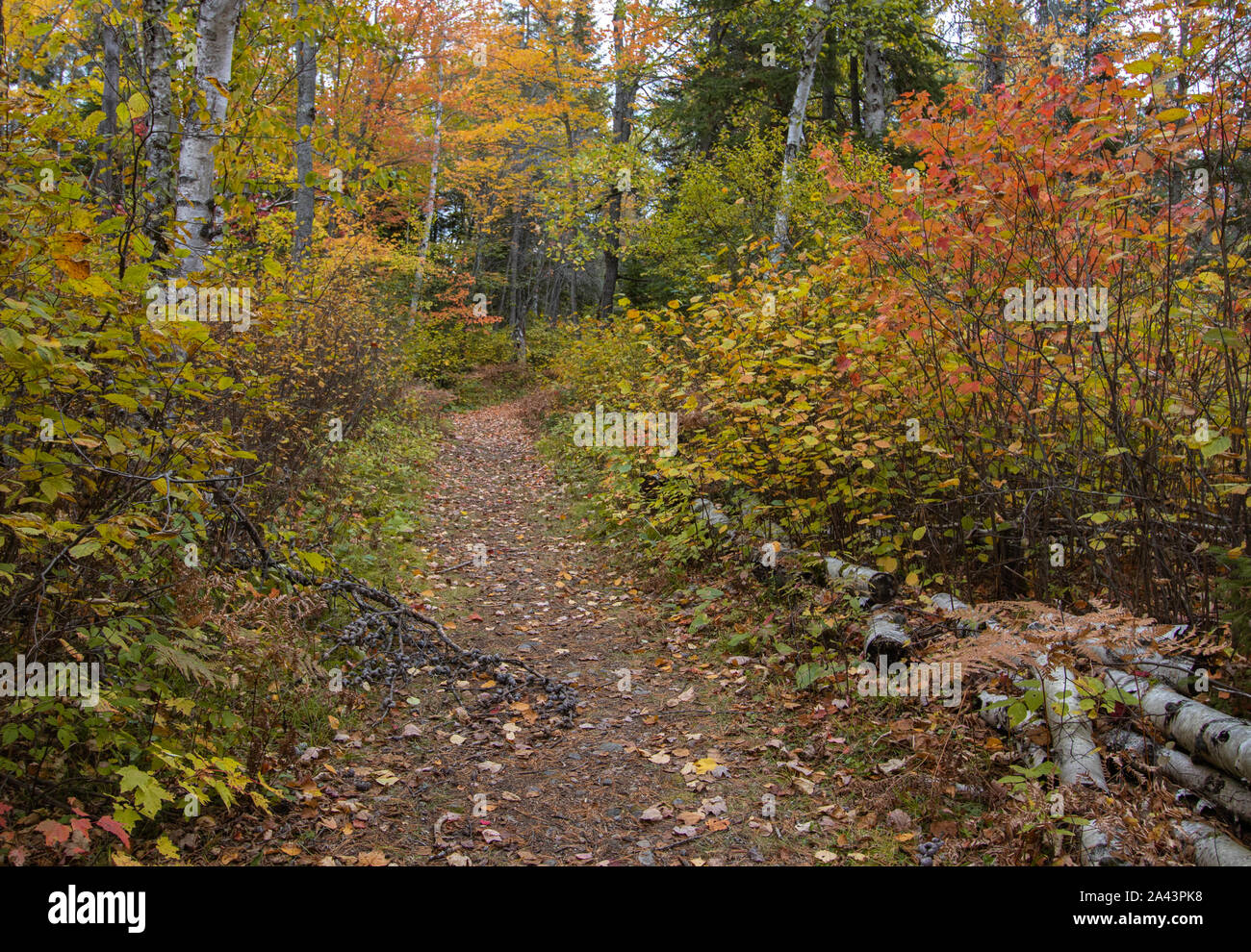 Ontario forest trail through autumn leaves Stock Photo - Alamy