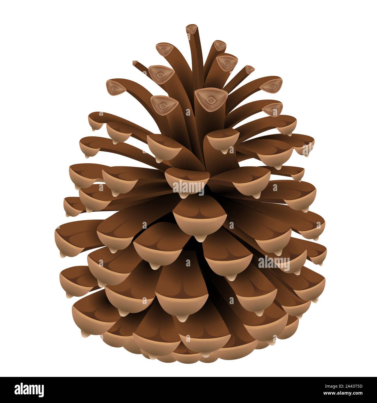 isolated pine cone illustration Stock Photo - Alamy
