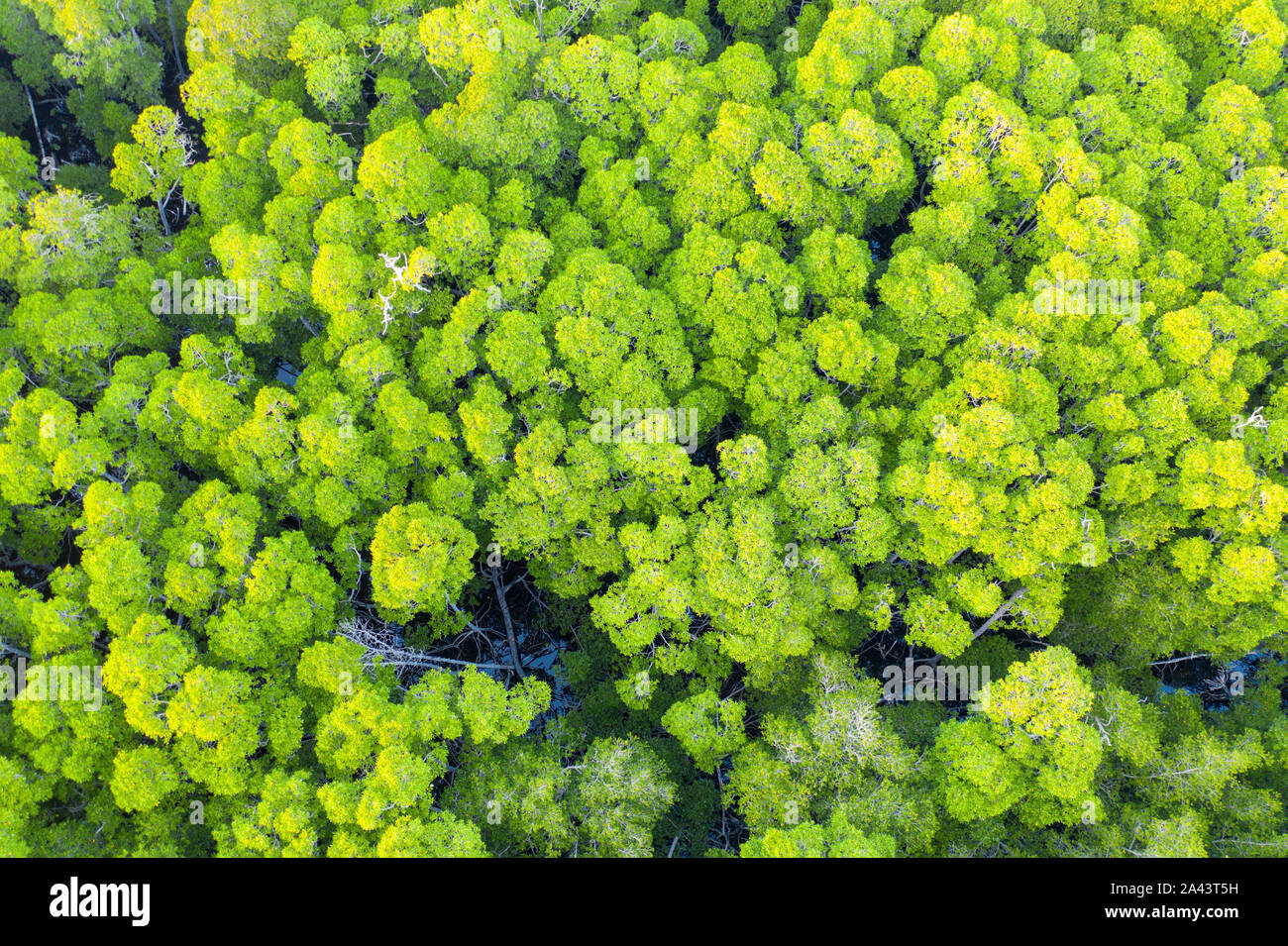 Canopy birds hi-res stock photography and images - Alamy