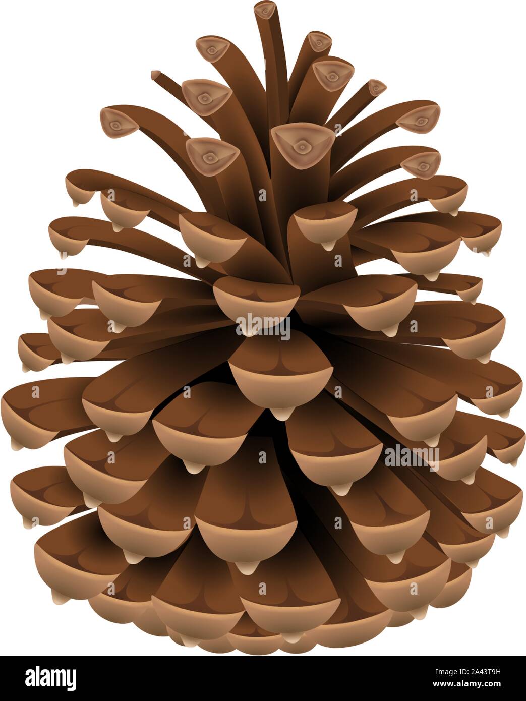 Wood pine fir cone Stock Vector Images - Alamy