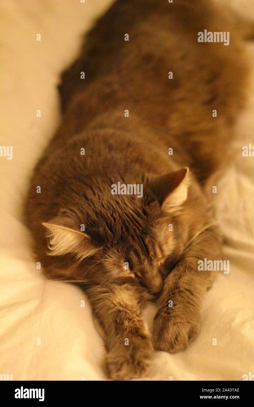 Resting Grey Cat Stock Photo - Alamy